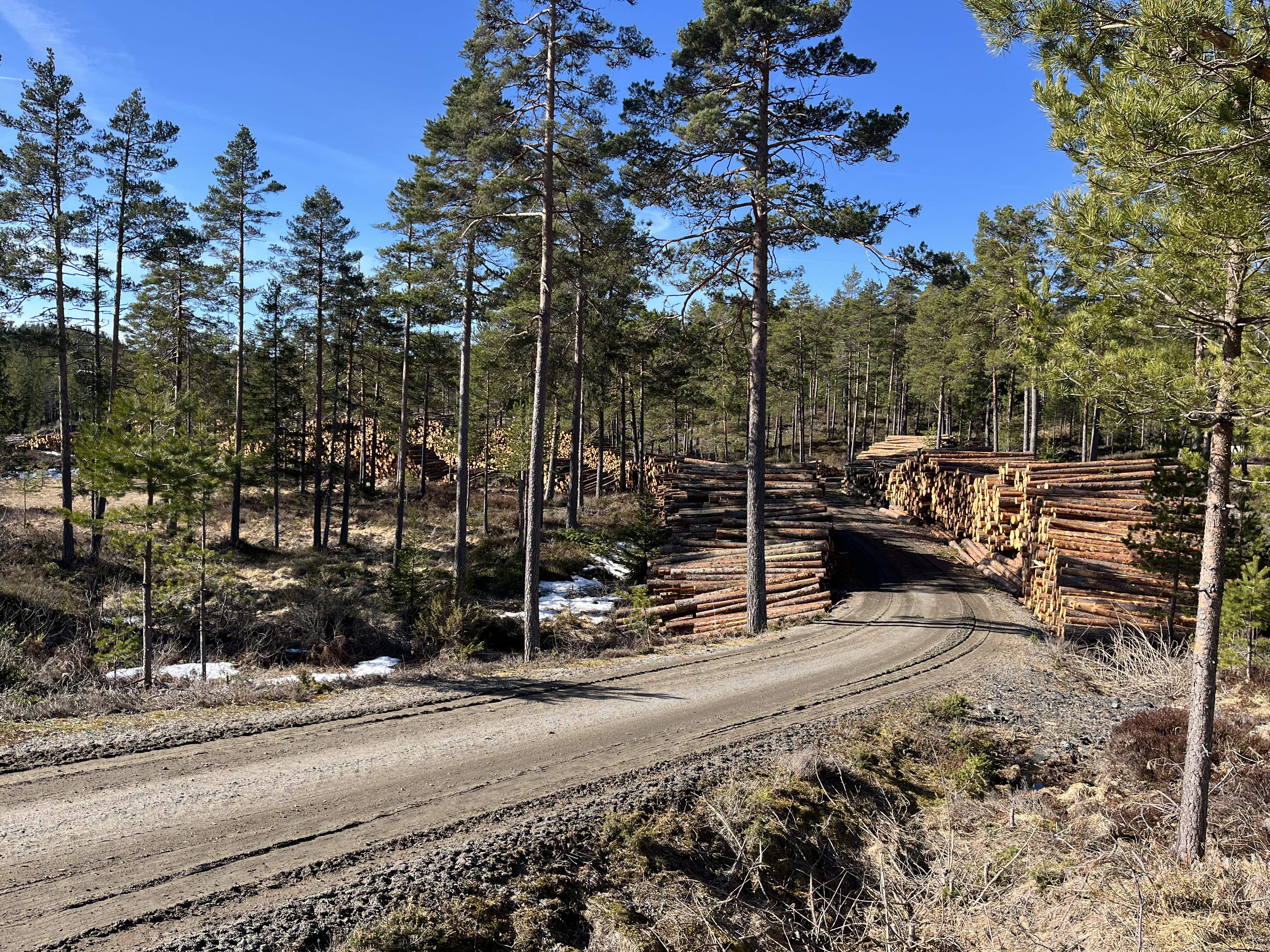 Ny hogstrekord og økt skogkultur i Agderskogen i 2025 ...